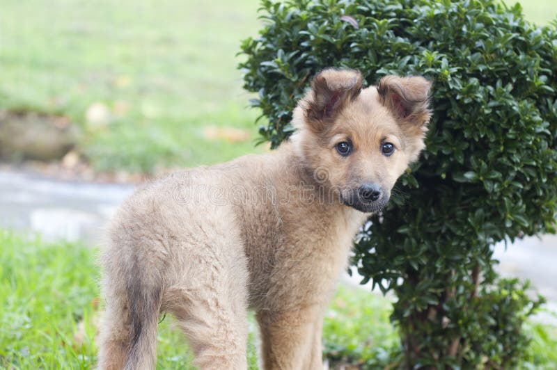 Basque Shepherd Dog Portrait Stock Image - Image of domestic, young ...