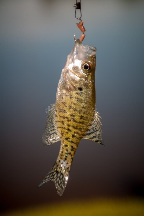 Small bass fish stock image. Image of fish, people, fisherman - 31339477