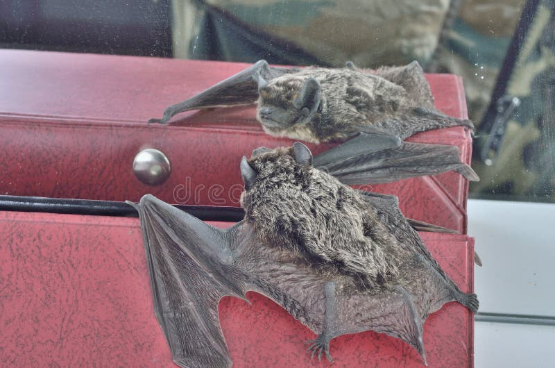 Small bat 22 stock photo. Image of nose, outdoors, grey - 101599290