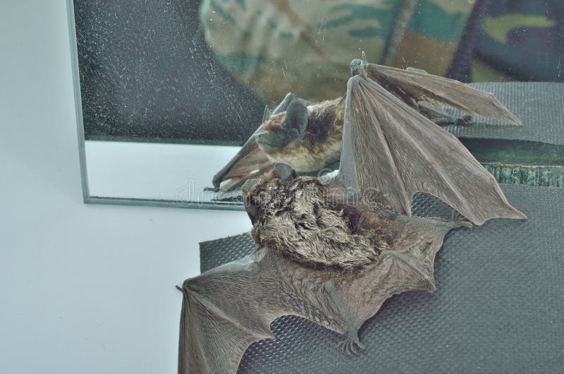 Small bat 3 stock photo. Image of wildlife, snout, chiropter - 27844528