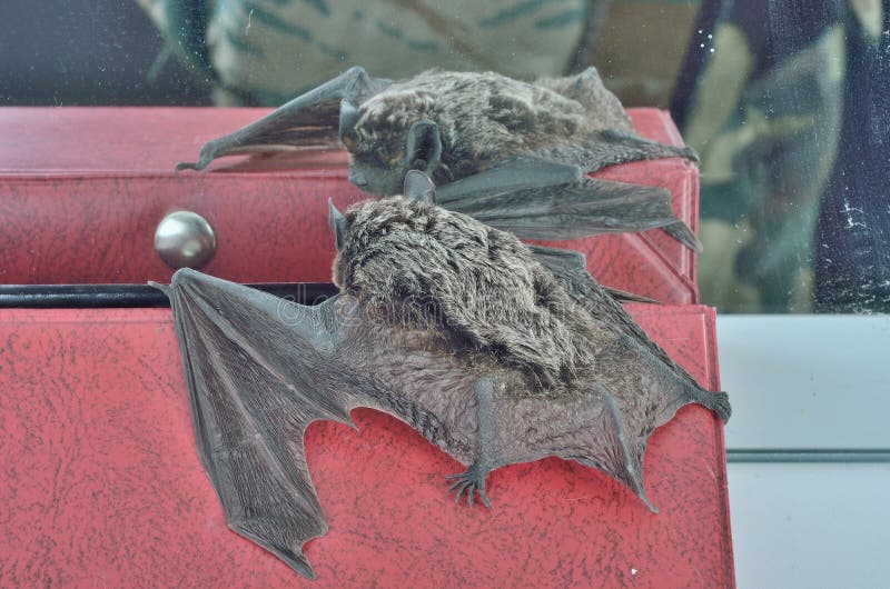 Real Bat Wings Close Up