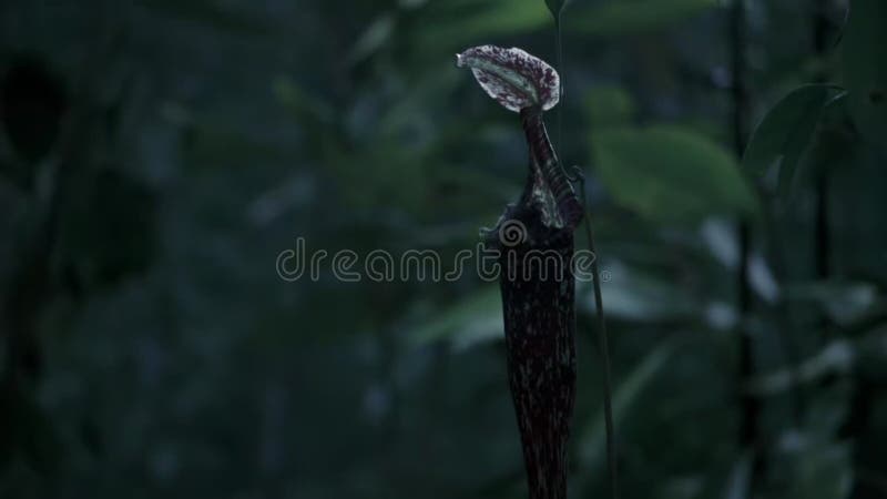 Small Bat Resting in Carnivorous Pitcher Plant until Evening Arrives ...