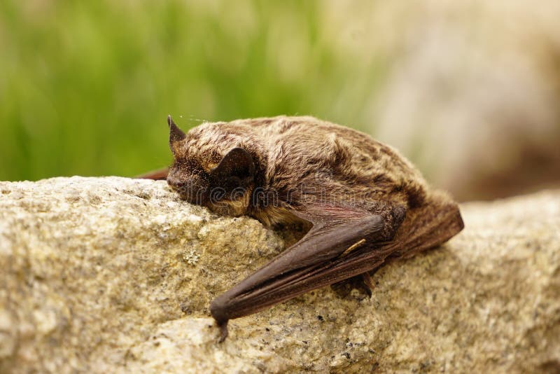 Small Bat Resting on the Wall Stock Image - Image of afternoon, rexture ...