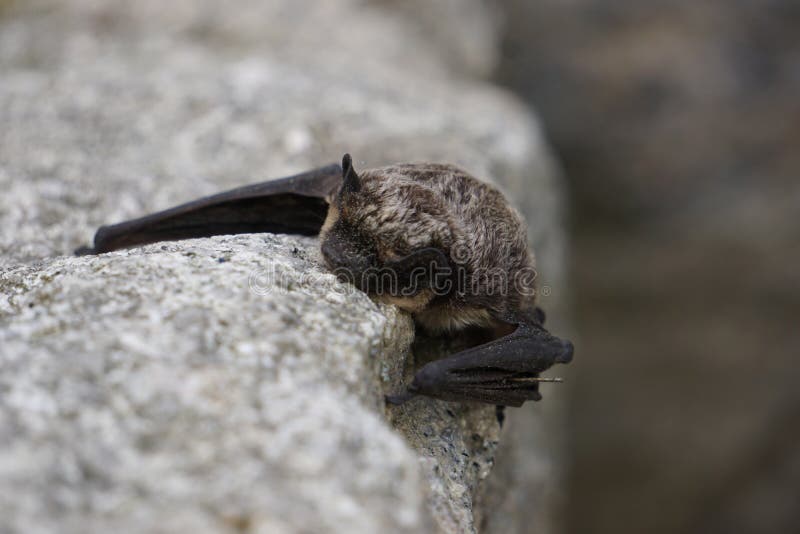 Small Bat Resting on the Wall Stock Image - Image of brown, fauna ...