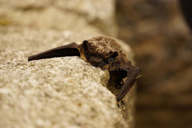 Small Bat Resting on the Wall Stock Photo - Image of predator, wildlife ...