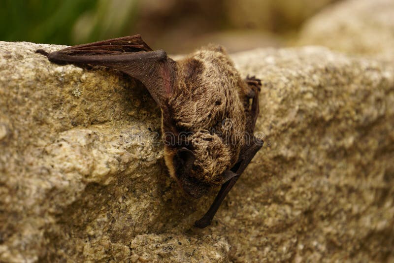 Small Bat Resting on the Wall Stock Photo - Image of stone, rock: 199202322