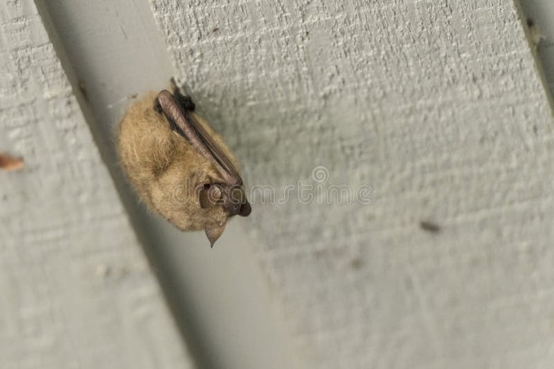 Small bat stock image. Image of finger, claw, nose, close - 132386813