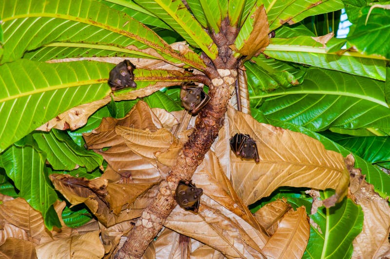 Small bats hanging in tree stock photo. Image of leaves - 43440102