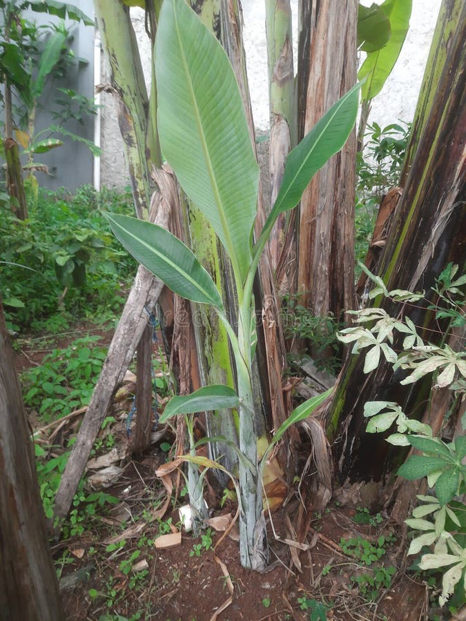 The Small Batu Banana Tree Looks Perfect Stock Image - Image of tree ...