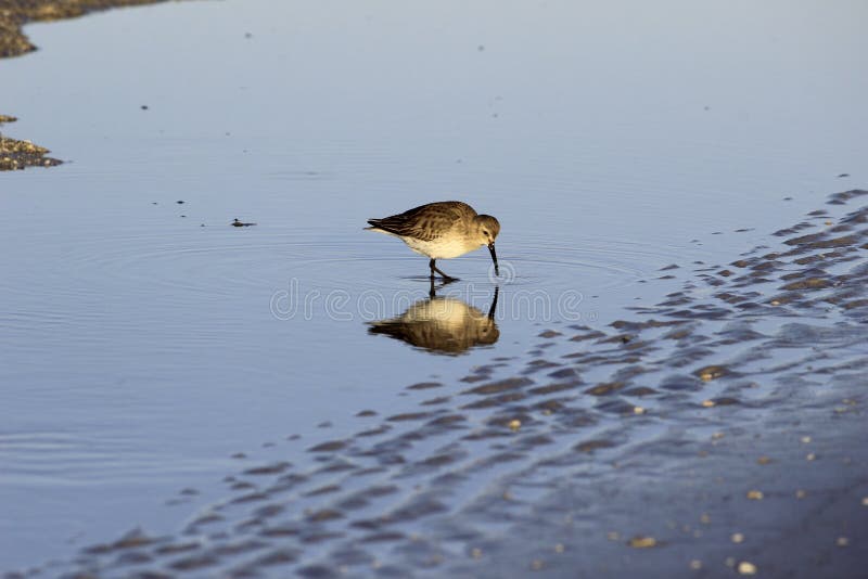 Small Beach Bird Reflection, Sand and Water Stock Photo - Image of ...
