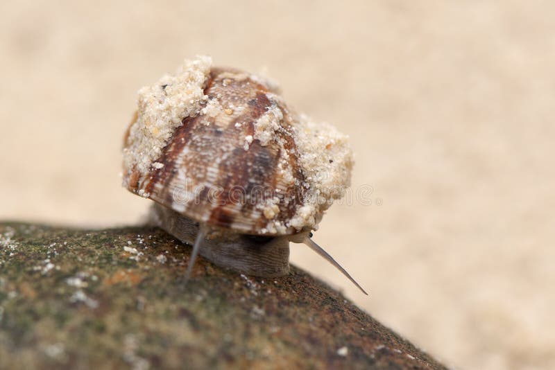 Beach Sea Snail Tropical White Sand Closeup Macro Stock Photo - Image ...