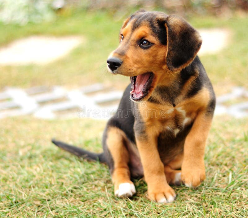Small beagle stock image. Image of garden, yawn, beagle - 22303397