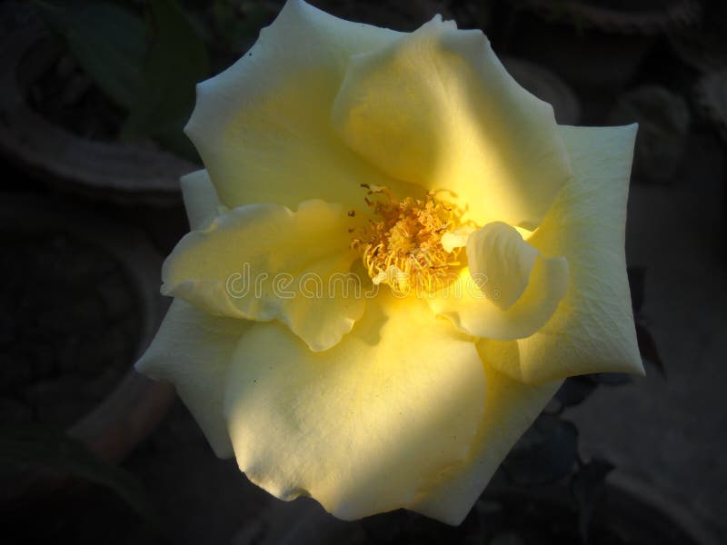 Rose, Yellow Rose, Beam of Light, Shades Stock Photo - Image of ...