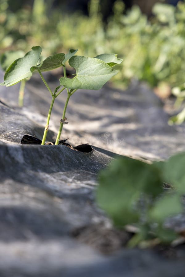 A Small Bean Plant is Growing in a Plastic Container Stock Image ...
