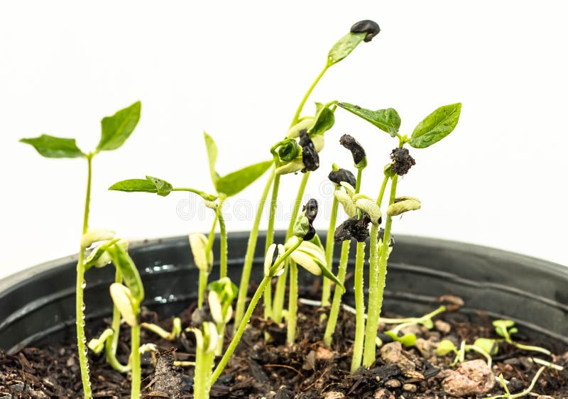 Small bean plants stock photo. Image of watering, seed - 59772544