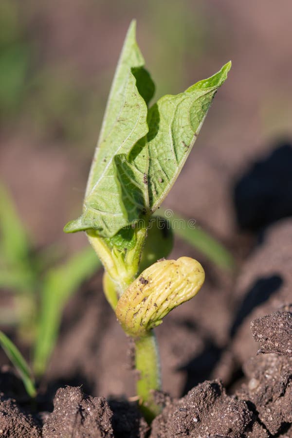 Small Bean Sprout from the Ground Stock Image - Image of spring ...