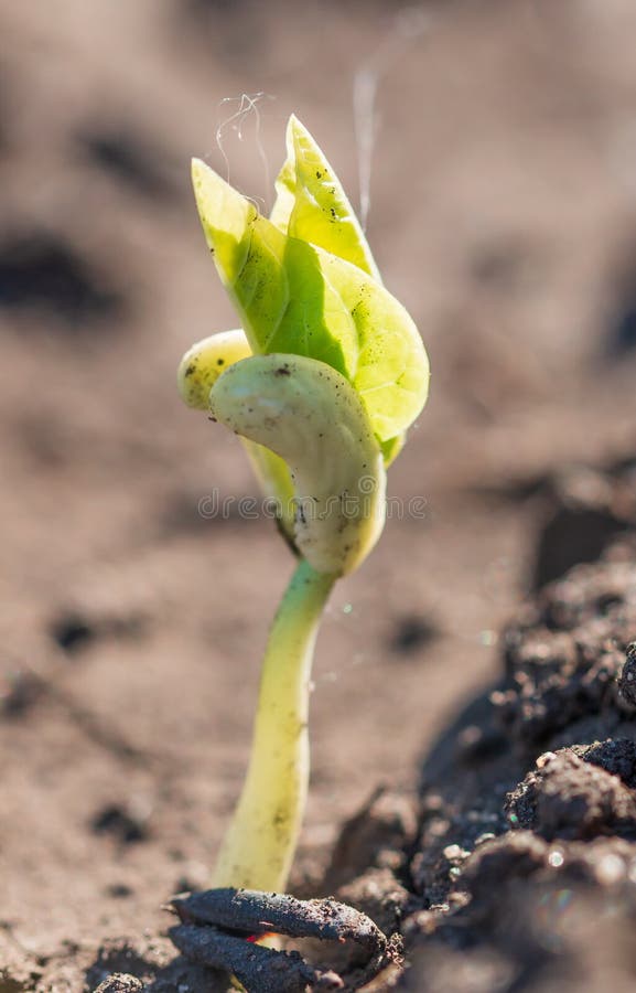 Small Bean Sprout from the Ground Stock Photo - Image of spring, bean ...