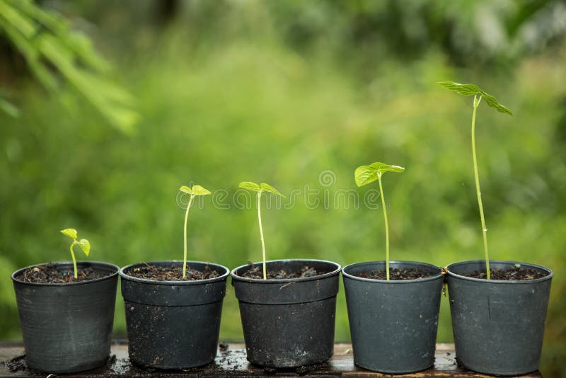 The small bean sprouts stock image. Image of birth, closeup - 60653799
