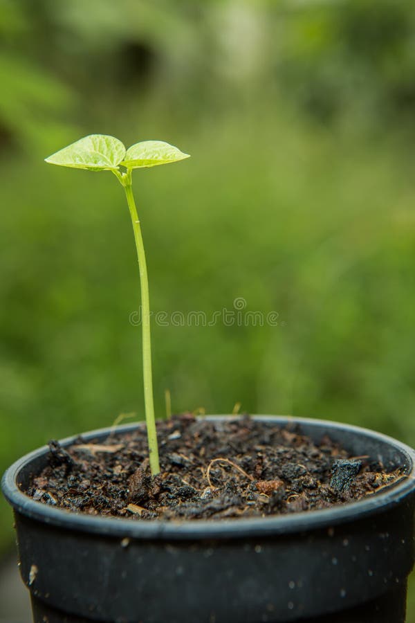 The small bean sprouts stock photo. Image of concept - 60653876