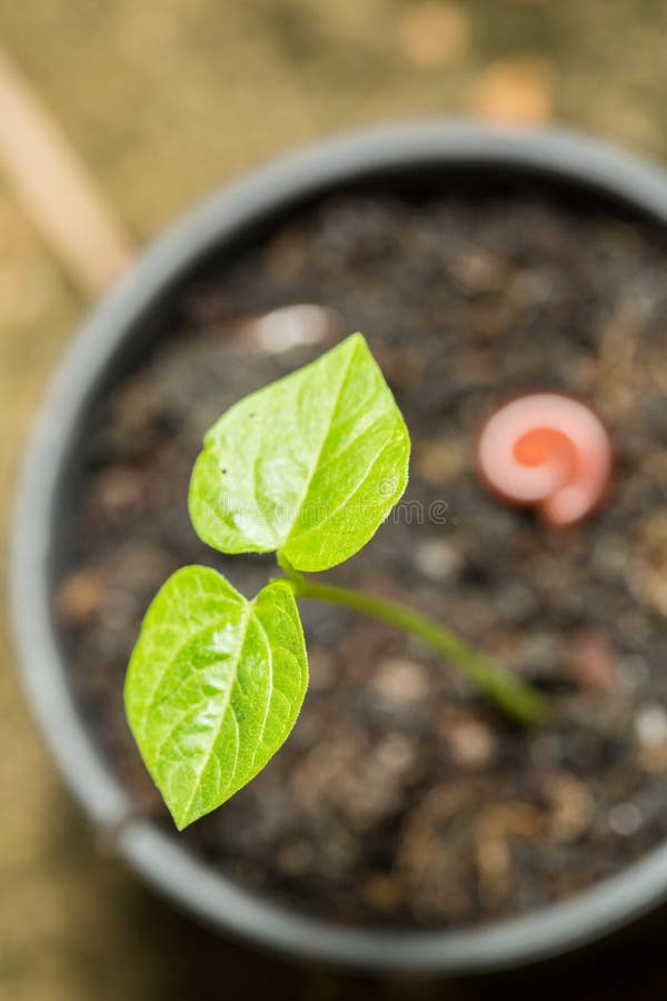 The small bean sprouts stock image. Image of closeup - 60654209
