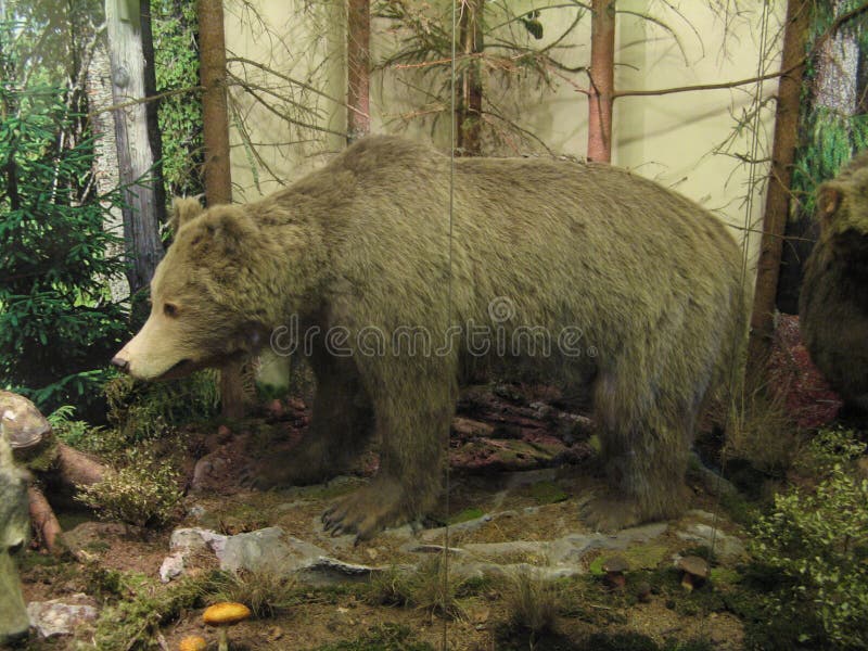 Small Bear Picture. Image: 91787706