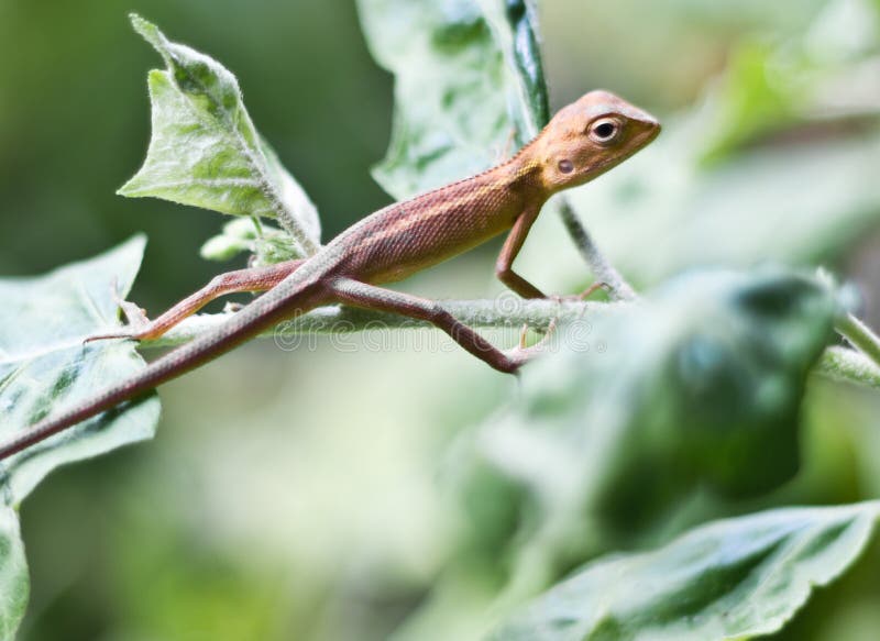 Small bearded dragon stock photo. Image of juvenile, head - 26590690