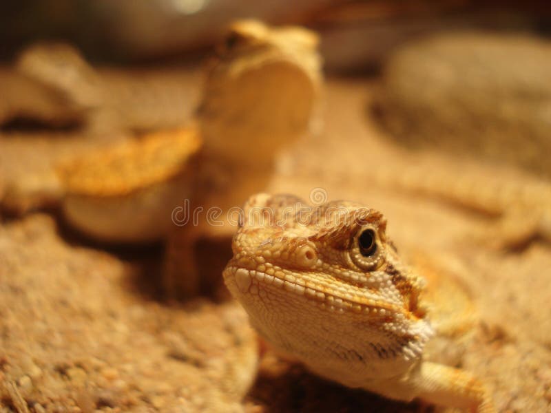 Small bearded dragon stock image. Image of four, sand - 31069667