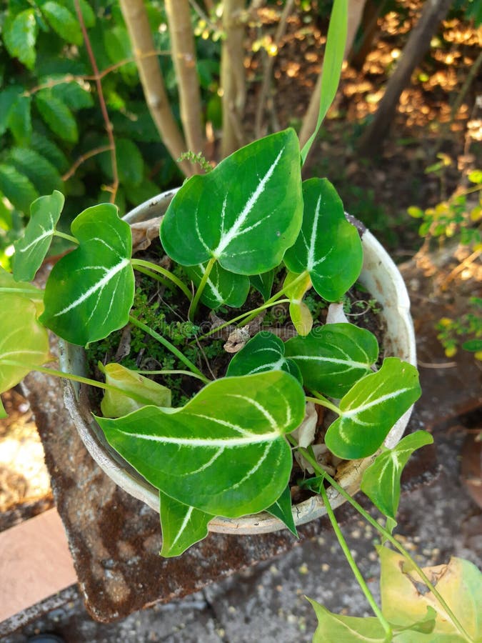 Small Anthurium stock photo. Image of colorful, blooming - 129446604