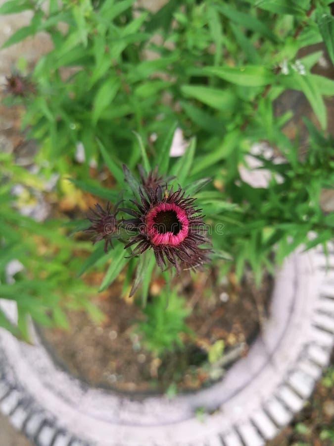 Small Beautiful Autumn Flowers Sharp Shrubby September Day Stock Image ...