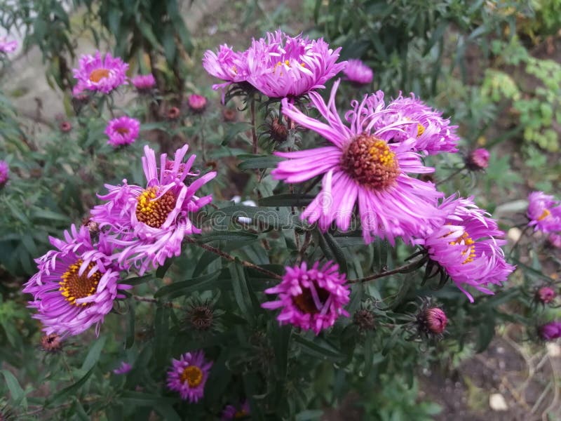 Small Beautiful Autumn Flowers Sharp Shrubby September Day Stock Image ...