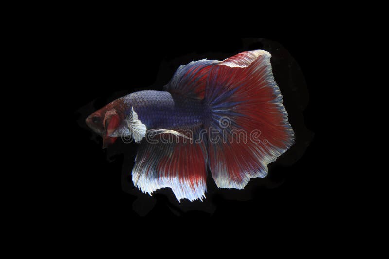 Small Beautiful Blue and Red Betta Fish, at Black Background Stock ...