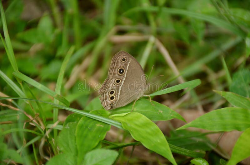 The Small Beautiful Brown Butterfly Hold on Grass Plant Stock Image ...