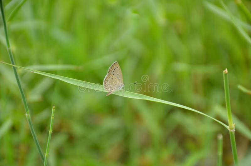 The Small Beautiful Brown Butterfly Hold on Grass Plant Stock Image ...