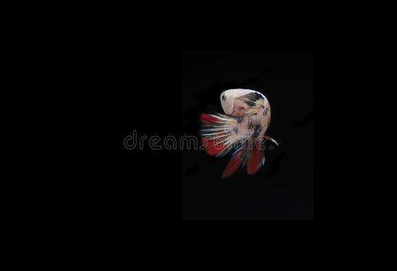 Small Beautiful Candy Betta Fish, at Black Background Stock Photo ...