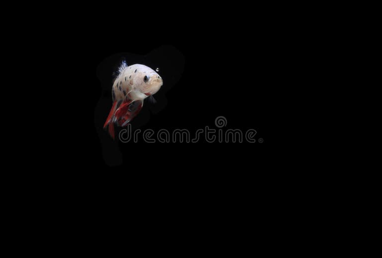 Small Beautiful Candy Betta Fish, at Black Background Stock Image ...