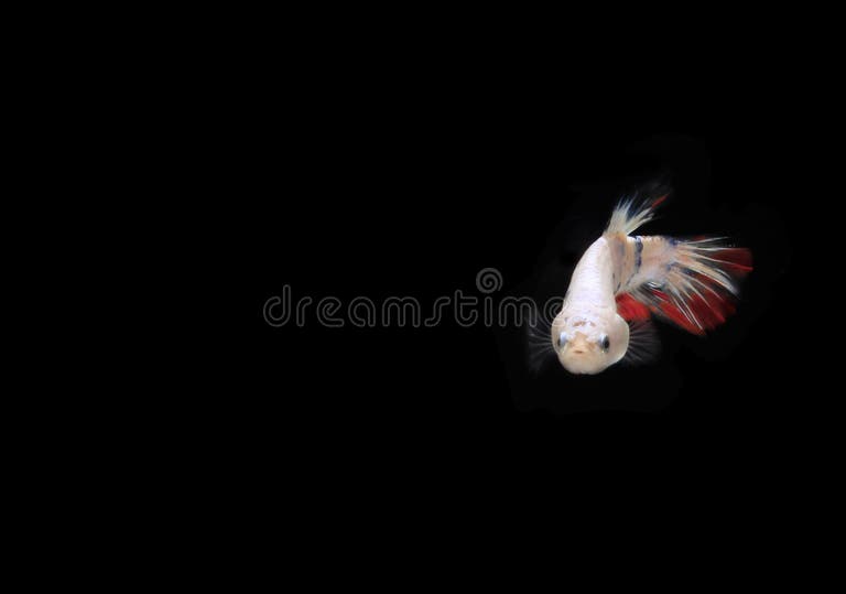 Small Beautiful Candy Betta Fish, at Black Background Stock Image ...
