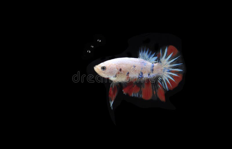Small Beautiful Candy Betta Fish, at Black Background Stock Image ...