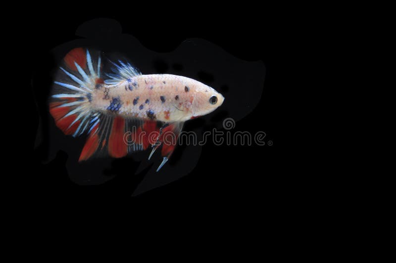 Small Beautiful Candy Betta Fish, at Black Background Stock Image ...