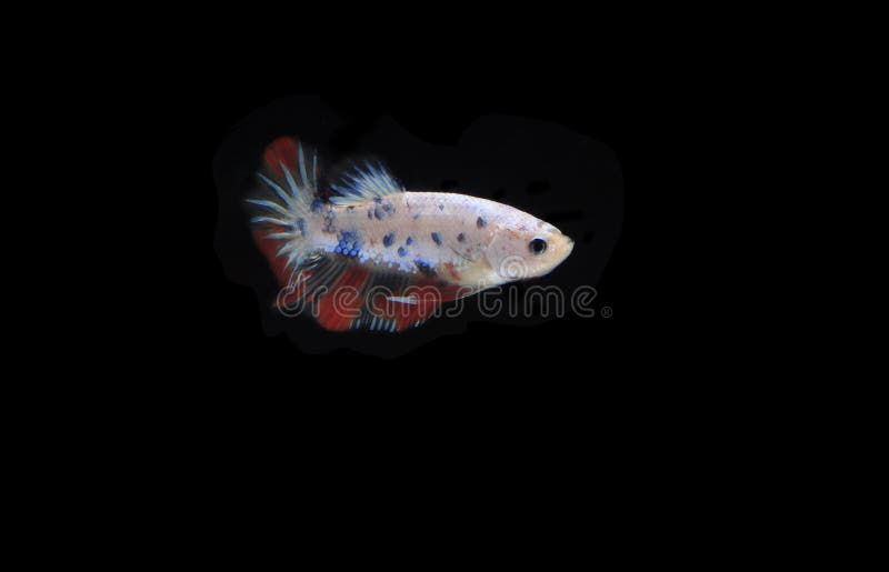 Small Beautiful Candy Betta Fish, at Black Background Stock Photo ...