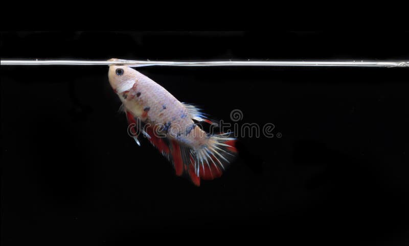 Small Beautiful Candy Betta Fish, at Black Background Stock Image ...