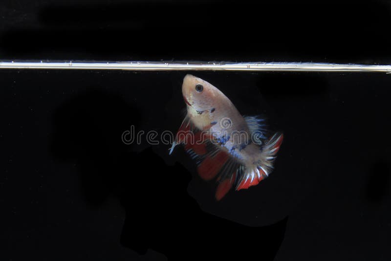 Small Beautiful Candy Betta Fish, at Black Background Stock Image ...