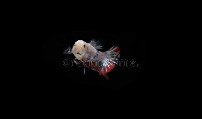 Small Beautiful Candy Betta Fish, at Black Background Stock Photo ...