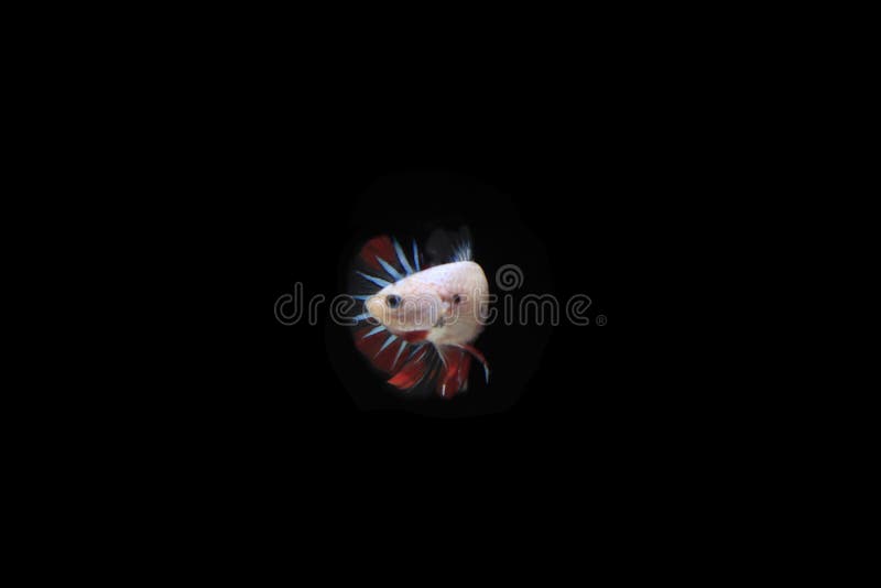 Small Beautiful Candy Betta Fish, at Black Background Stock Image ...