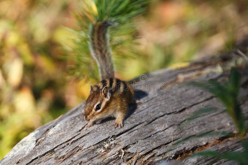 Small Beautiful Chipmunk in the Forest on a Tree Stock Image - Image of ...