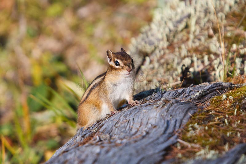 Small Beautiful Chipmunk in the Forest on a Tree Stock Photo - Image of ...