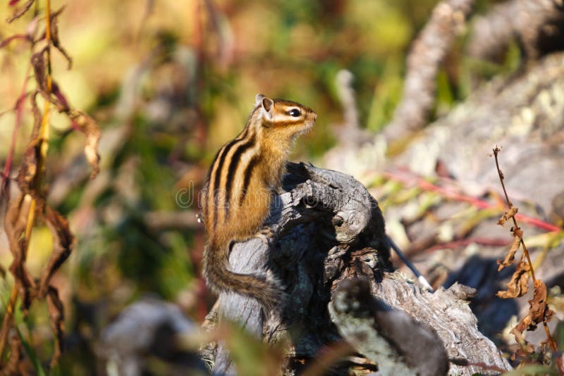 Small Beautiful Chipmunk in the Forest on a Tree Stock Photo - Image of ...