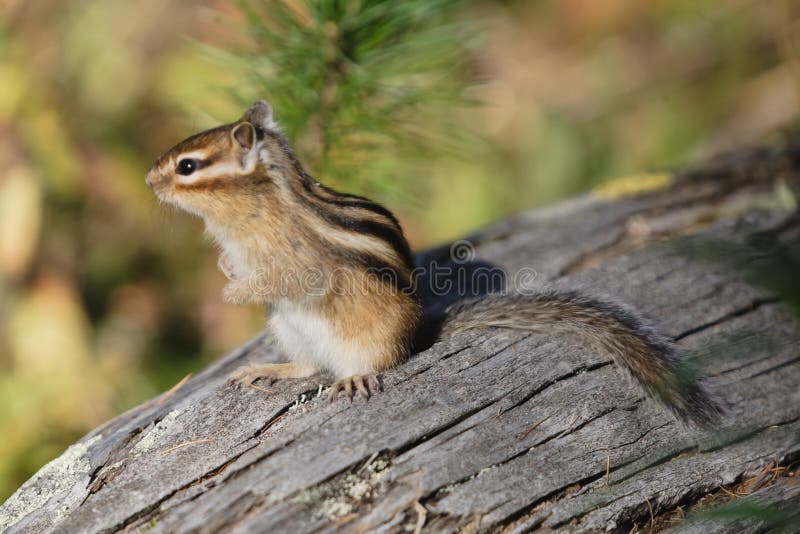 Small Beautiful Chipmunk in the Forest on a Tree Stock Image - Image of ...