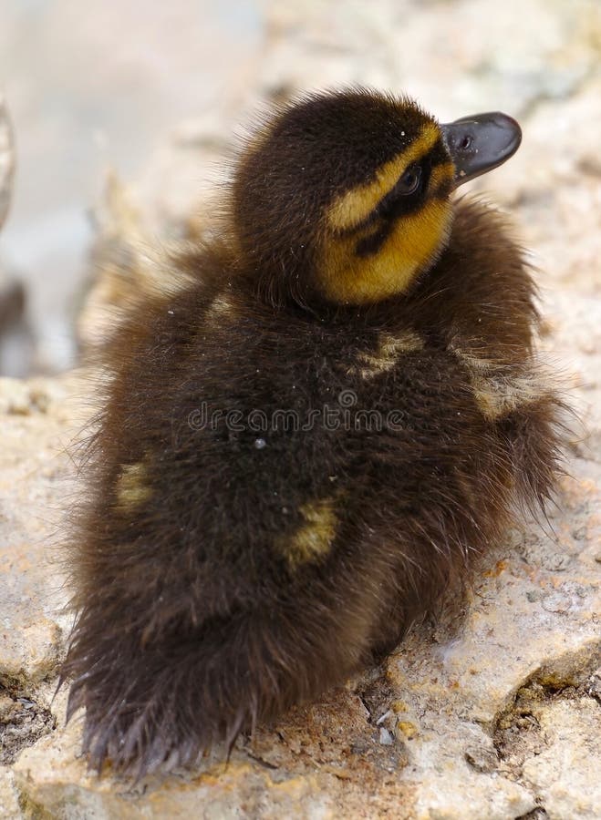 A small beautiful duckling stock photo. Image of water - 194187080
