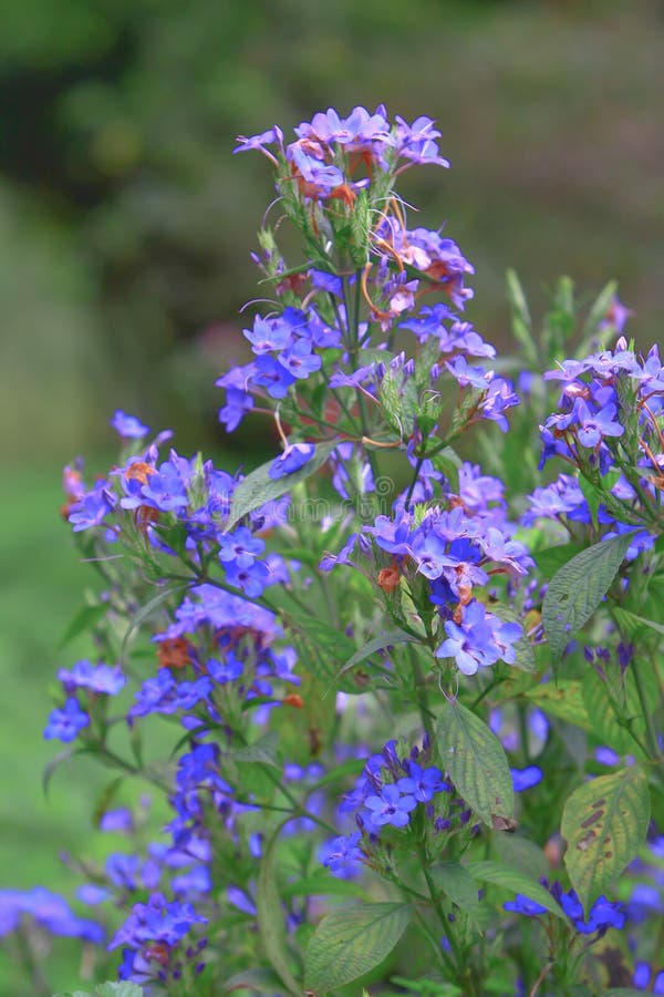 The Small Beautiful Flowers. a Blue Flowers Stock Photo - Image of ...