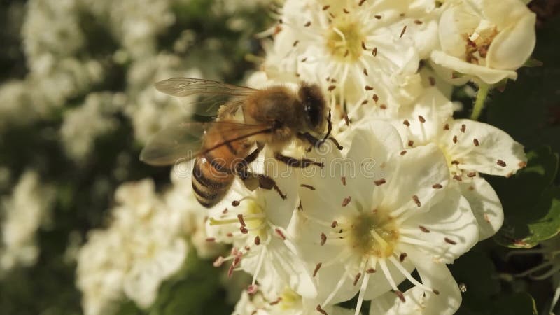 Small Beautiful Foraging Worker Bee Eats the Nectar of the Flower Stock ...